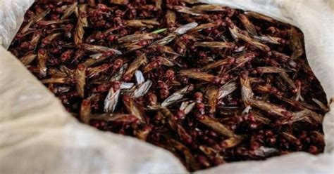 Chicatanas El Inusual Ingrediente De La Comida Mexicana Que Cae Del