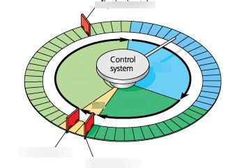 Cell Cycle Diagram Quizlet Cell Cycle Diagram Quizlet
