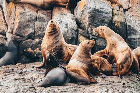 California Sea Lions Prince Of Whales