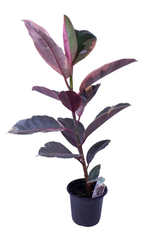 Ficus Elastica Tineke Ruby Pépinière Locas