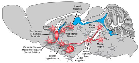 Bed Nucleus Of The Stria Terminalis