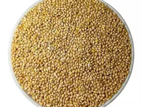 Yellow Panicum Millet Quessentials