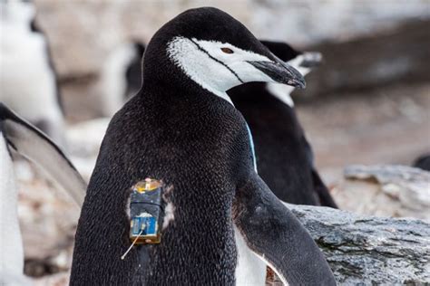 Chinstrap Penguins Indicate Health Of Antarctic Ecosystem Saildrone