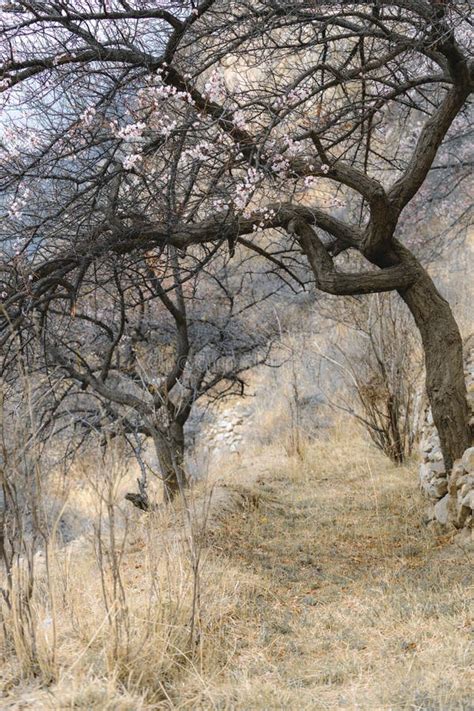 Dried Trees And Grass In The Forest Stock Image Image Of Grass