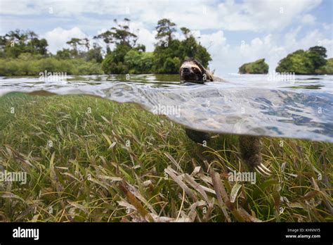 Pygmy Three Toed Sloth Bradypus Pygmaeus Swimming In Mangrove Forest
