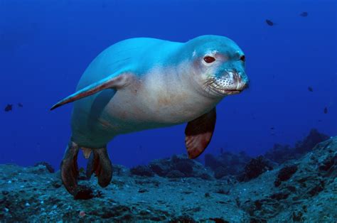 Lets Draw Endangered Species Hawaiian Monk Seal
