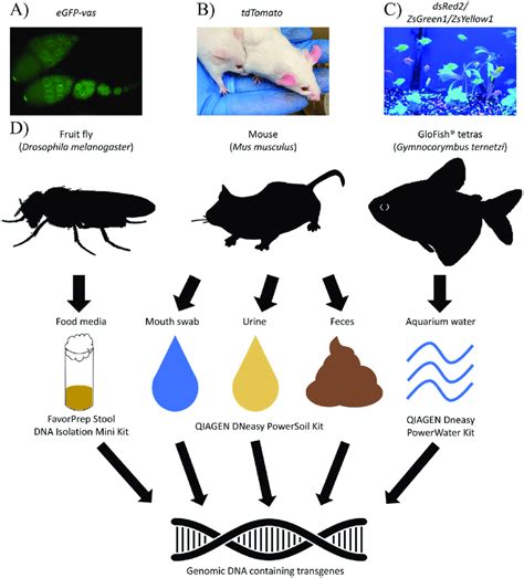 A Green Fluorescent Ovary Tissue Of Genetically Modified Fruit Fly