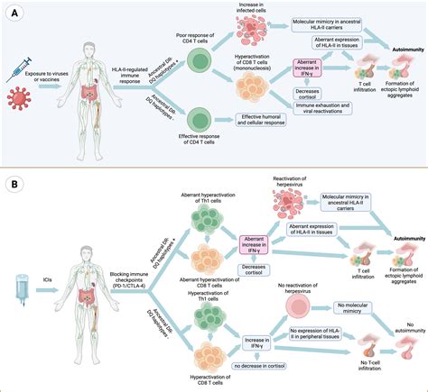 Frontiers The Origin Of Autoimmune Diseases Is There A Role For