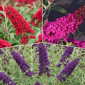 Averar 3 Buddleia Butterfly Bush Live Plant Ready To Plant