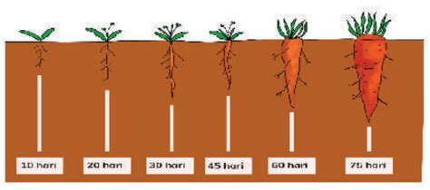 Kunci Jawaban Mengenal Akar Lebih Jauh Berikut Id