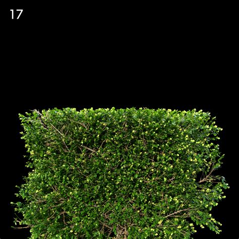 Buxus Sempervirens Proxy Dnd