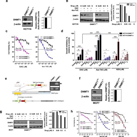 Schematic Diagram Of De Novo And Maintenance Dna Methylation At Cpg Download Scientific Diagram