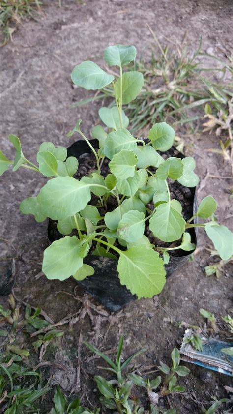 Kobis Bunga Aka Couliflower Di Kbr Rangkuman Cara Bertanam Lengkap