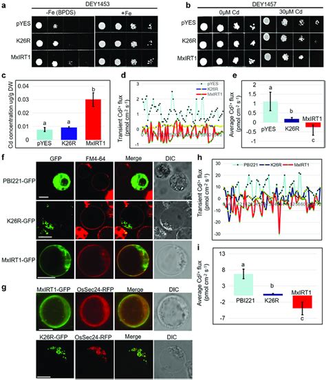 Functional And Localization Analysis Of Mxirt1 K26 Point Mutant A