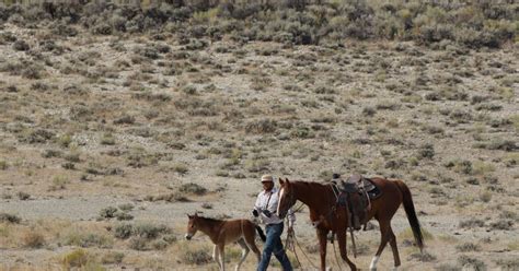 Blm Completes Wild Horse Gather In Adobe Town Herd Management Area
