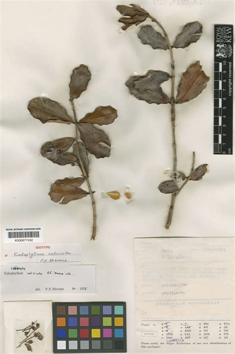 Calophyllum Calcicola Pfstevens Plants Of The World Online Kew