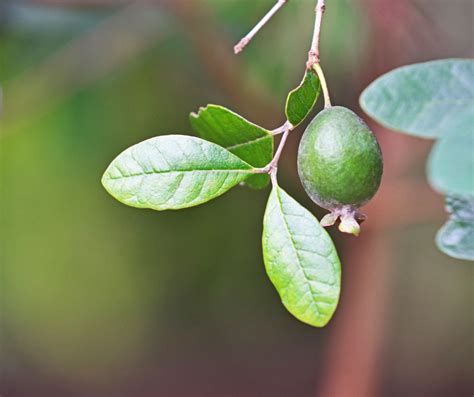 Best Evergreen Fruit Trees For Privacy Calendulas Garden