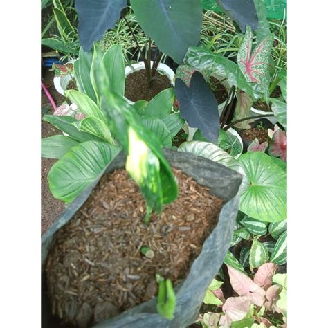 Khingpaul12 Sleeping Pothos Seed Ling Bag Repack Collection Poly Bag Shopee Philippines