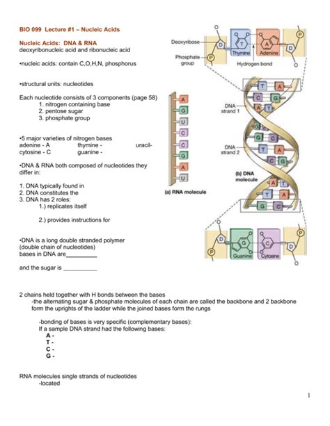 Nucleic Acids Dna Replication Protein Synthesis