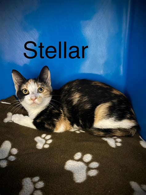 Cat Rescue Perth Added A New Photo Cat Rescue Perth