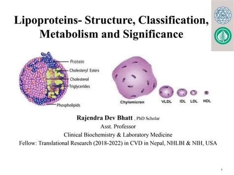 Lipoprotein And Classification Of Chylomicron Vldl Ldl Hdl Pdf