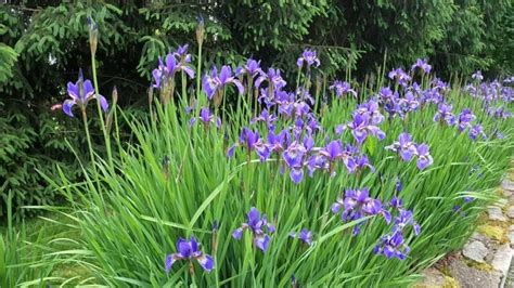 Lazy Gardeners Guide To Growing Siberian Iris Planting 101