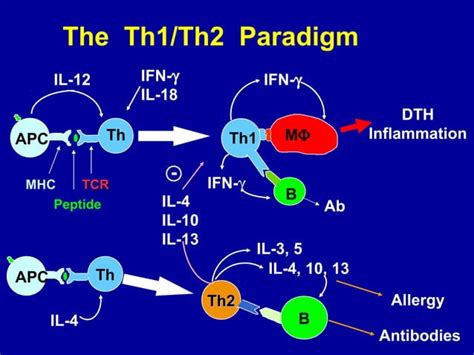 075 Immune Modulation Ppt Genetics Science