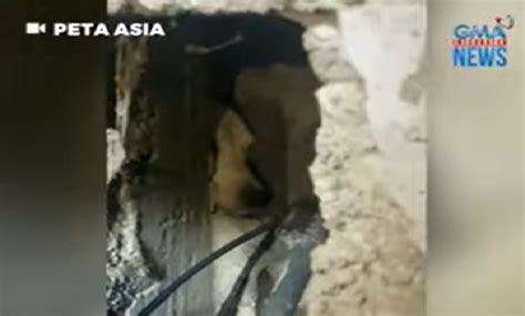 Aso Na Isang Buwang Na Trap Sa Pagitan Ng Mga Pader Nasagip Sa Cavite