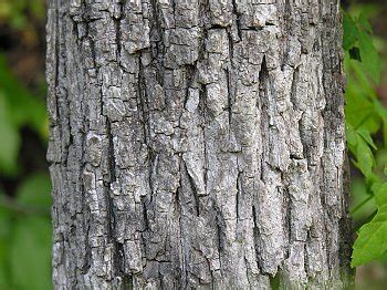 Butternut Juglans Cinerea