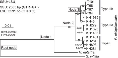 Bayesian Phylogeny Of The Ssu Lsu Rdna Sequences Obtained From P