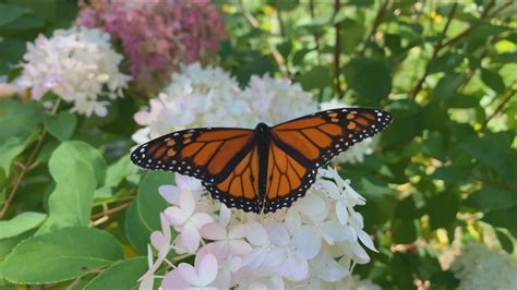 Monarch Butterfly Population Declines Over Past Two Decades
