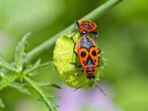 火虫 漏洞 甲虫 Pixabay上的免费照片 Pixabay