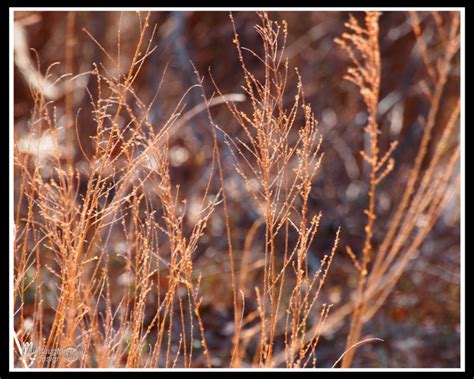 Brown Weeds In The Sun Aka Brittyland