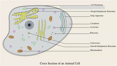 Biology Chapter 2 Notes Flashcards Quizlet