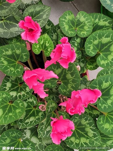 仙客来 摄影图 花草 生物世界 摄影图库 昵图网