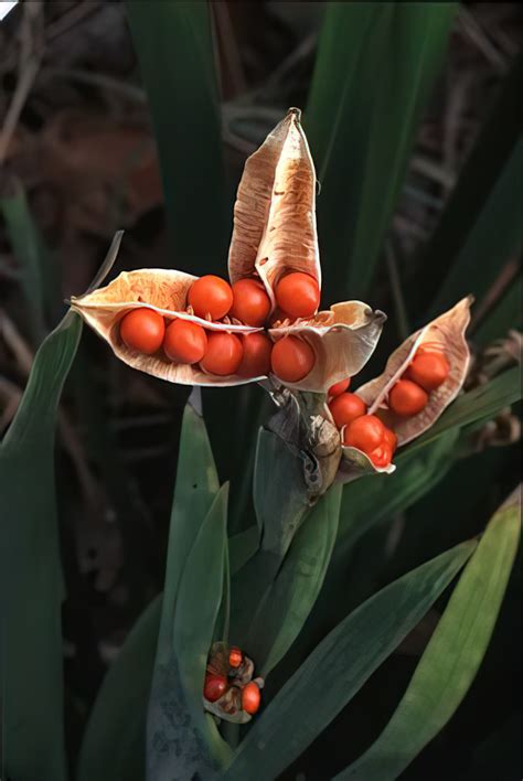 Stinking Iris East London Nature