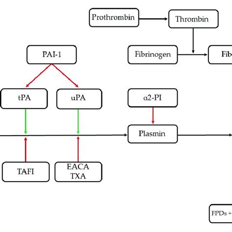 Fibrinolysis Overview The Red Arrows Indicate Inhibition The Green
