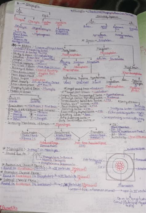 Neural Control And Coordination Short Notes NEET Notes EduRev
