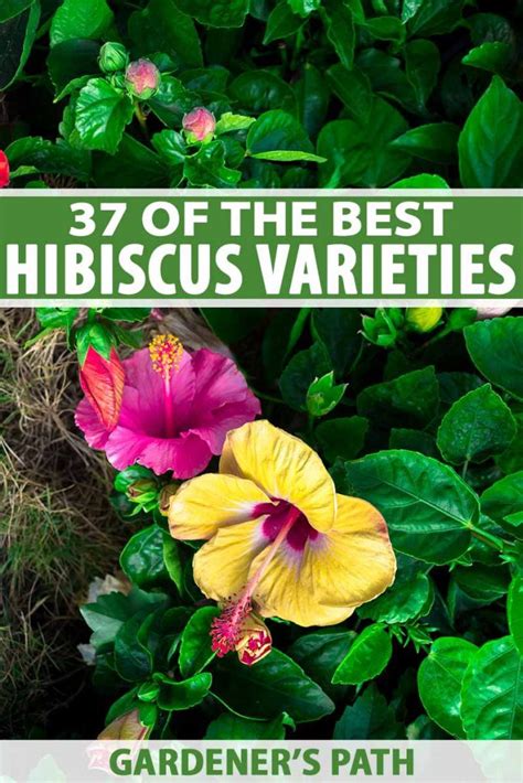 37 Of The Best Hibiscus Varieties Gardeners Path