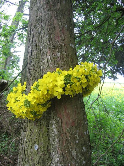 The Land Art Of Sylvain Meyer Artofit