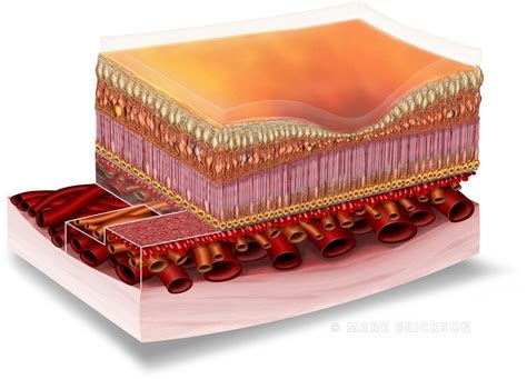 Macula Layers Cross Section Stock Eye Anatomy Illustration