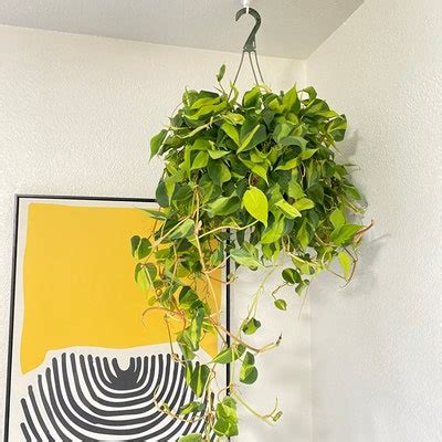 Rare Heart Leaf Philodendron Brasil Philodendron Hederaceum Full 8