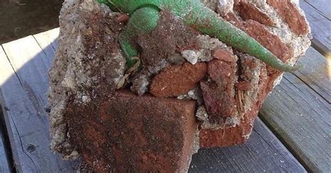 Rare Dinosaur Fossils Imgur