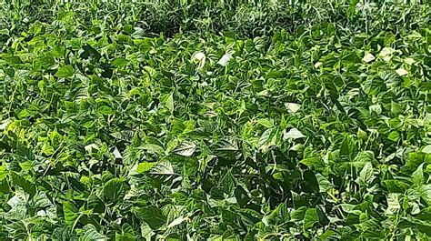 First Class Academy First Class Academy Sakubva