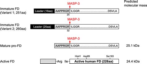 Protein Structure Of Human Factor D Fd Two Variants Have Been