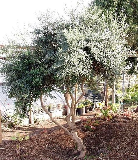 Olea Europaea Little Ollie In Garden