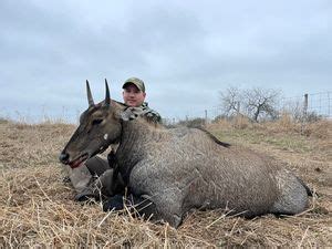 Guided Nilgai Hunting Texas All Seasons Guide Service