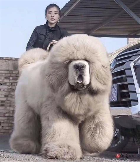 Tibetan Mastiff Giant Dog At Paul Brower Blog