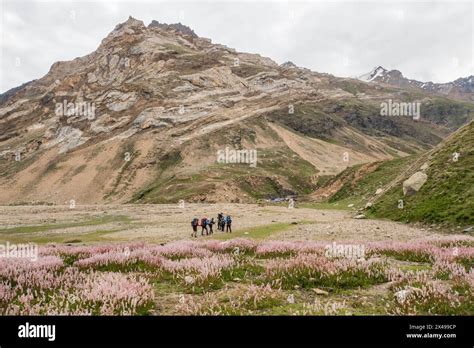 Trekking In The Beautiful Himalayan Bistort Wildflowers In The