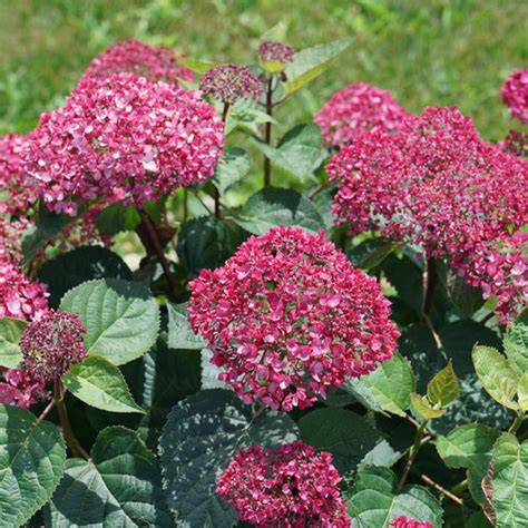 Invincibelle Garnetta® Smooth Hydrangea Hydrangea Arborescens Proven Winners